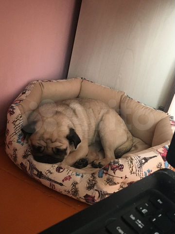 Мопс