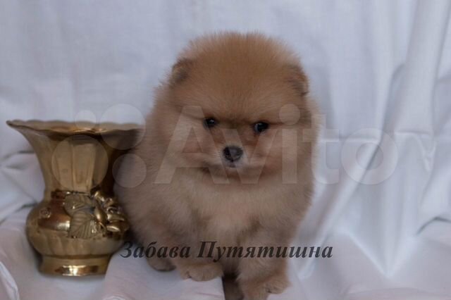 Шпиц карликовый мальчик