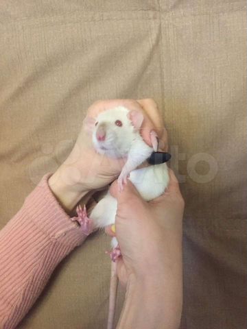 Крысы Дамбо