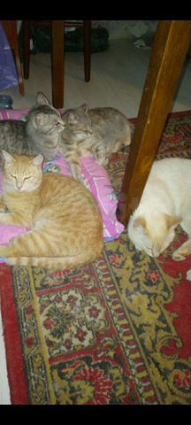 Кошка и 2 кота
