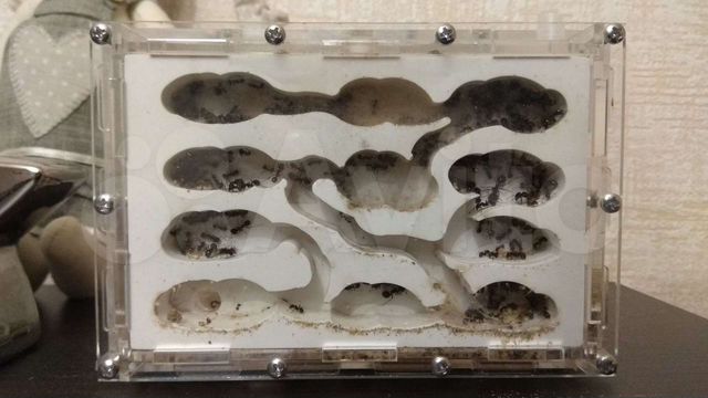 Продам колонию с фермой