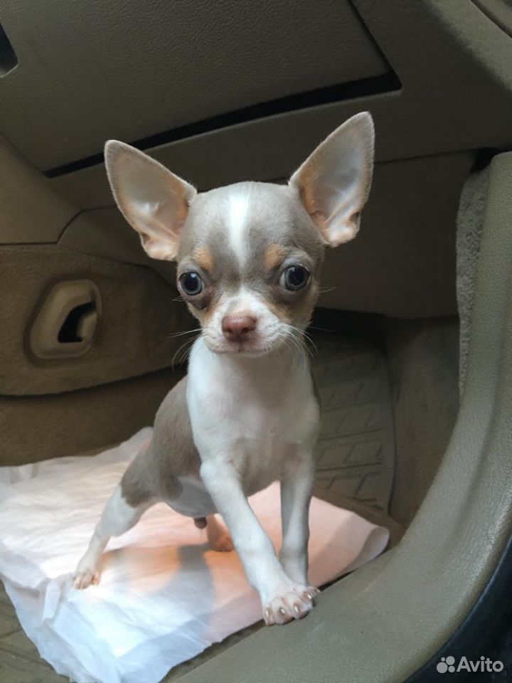 Чихуахуа мальчик