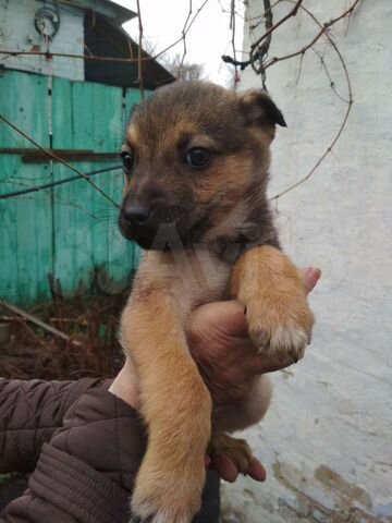 Щенок мальчик 1.5 мес