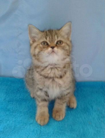 Британский котик 62 дня с золотом