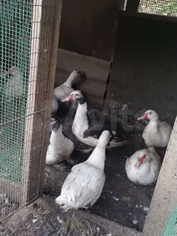 Утки на развод