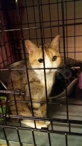 Кошка ласковая