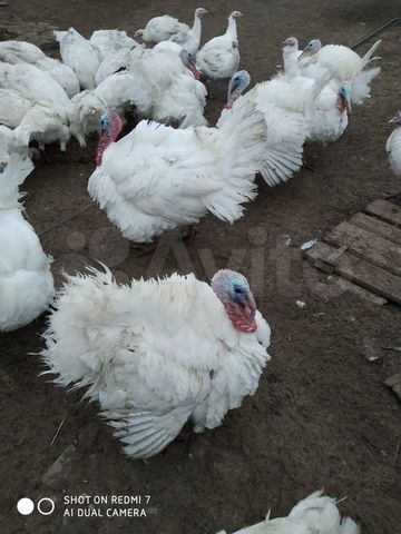 Продаются домашние индюки, нутрии и кролики