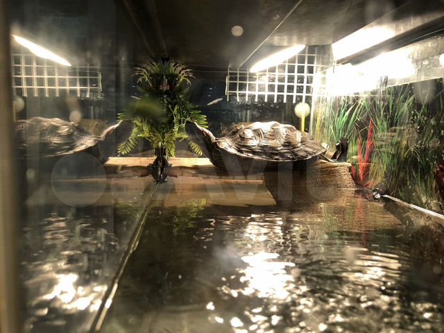 Красноухая Черепаха бесплатно