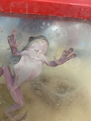 Австралийская лягушка