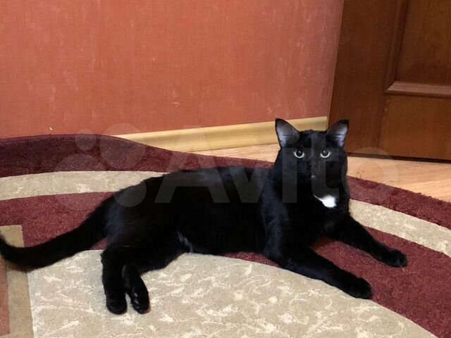 Кот ищет невесту