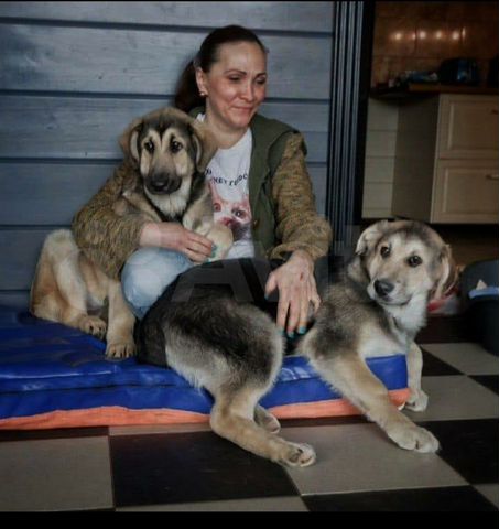 Чудесные крупные щенки-добряки ждут родителей