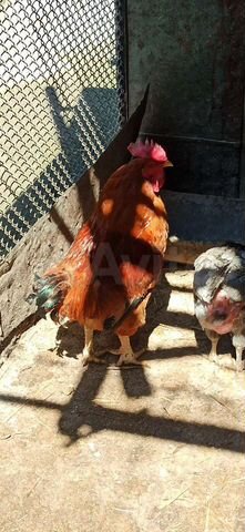 Петушки годовалые, доминанты