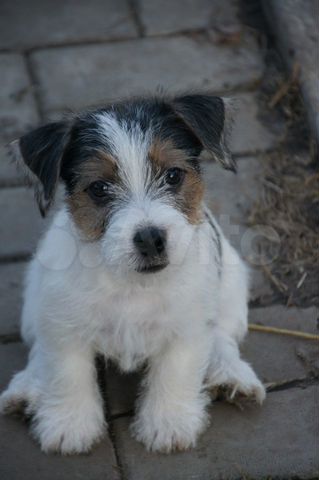 Джек Рассел террьера щенки