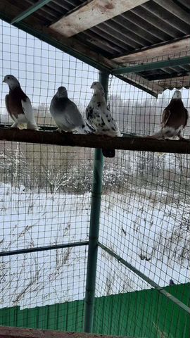 Узбекские голуби. Летные и игровые