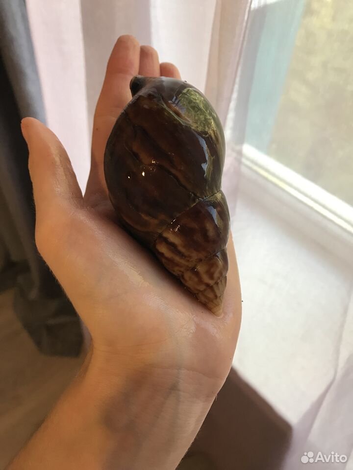 Улитка Ахатина Фулика Черноголовая