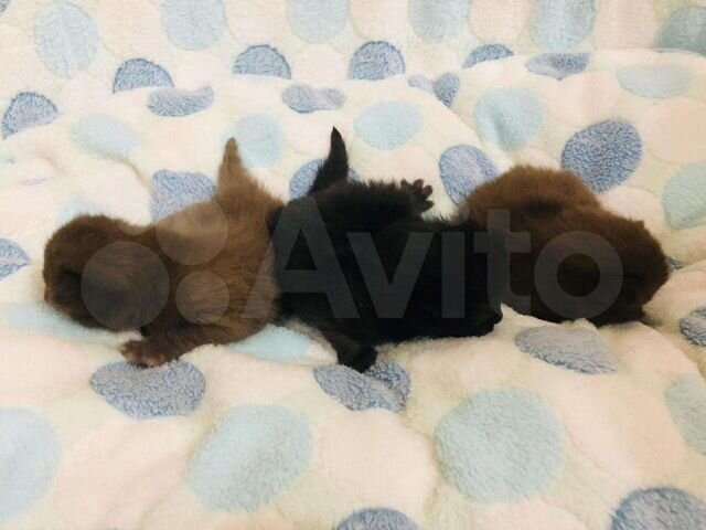 Кошка в дар