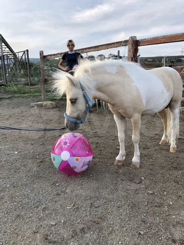 Лошадь американской миниатюрной породы