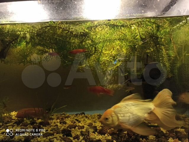 Вуалехвост