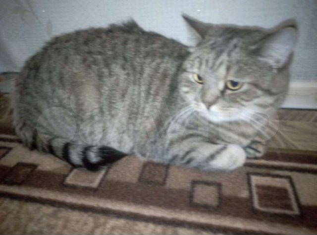 Стерилизованная кошка