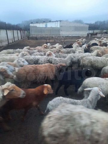 Овцы бараны ягнята оптом