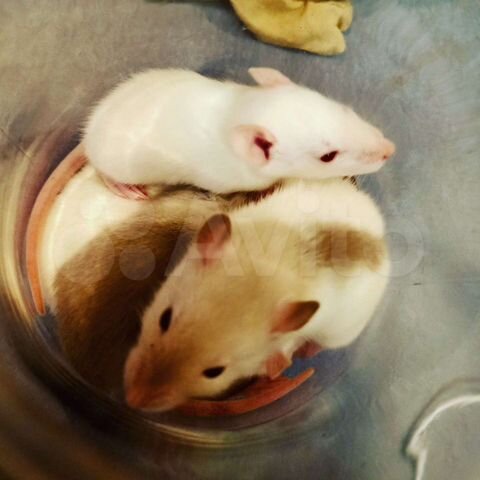 Крыса, маленькие крыски