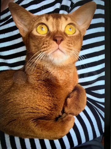 Абиссинская кошка Лика с документами 3года