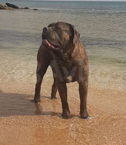 Вязка Кане Корсо