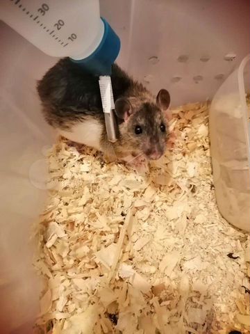 Крыса 1 месяц