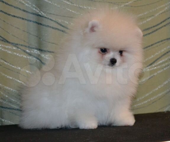 Мальчик шпица