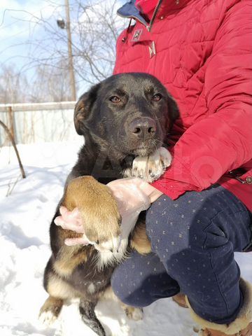 Собака, Домашний щенок, 4,5 мес. Стерилизованная д