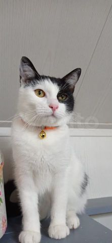Котик инь-янь Джерри