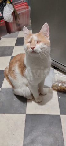 Ищет дом особенный котик Абрикос