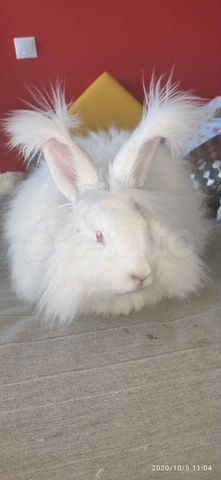 Крол немецкая ангора вязка