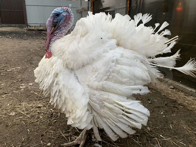 Пара индюков хайбрид конвертер