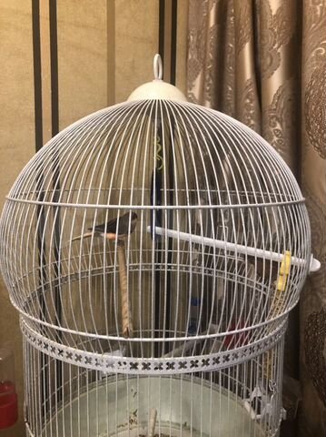 Канарейки, Тимбрадос