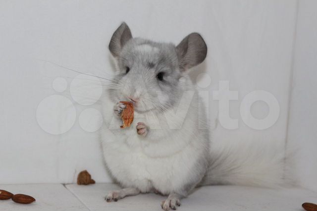 Шиншилла Белый вильсон