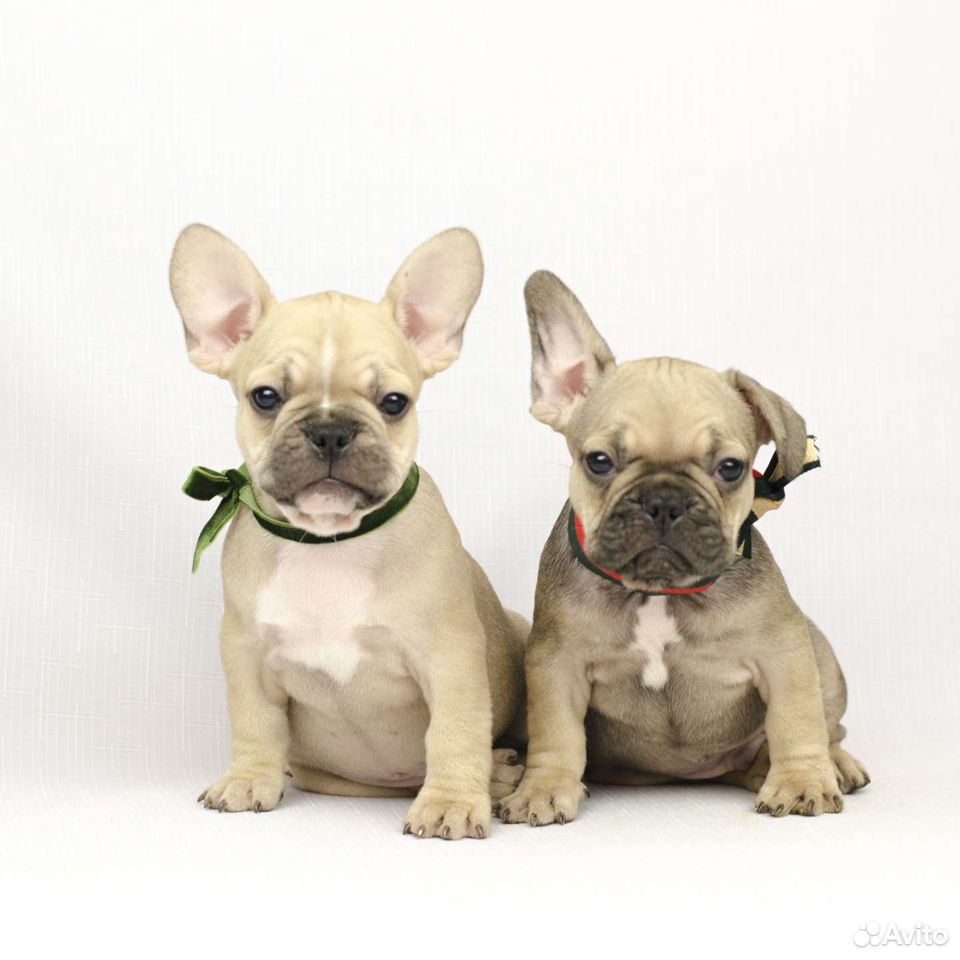 Французский бульдог голубогенные щенки