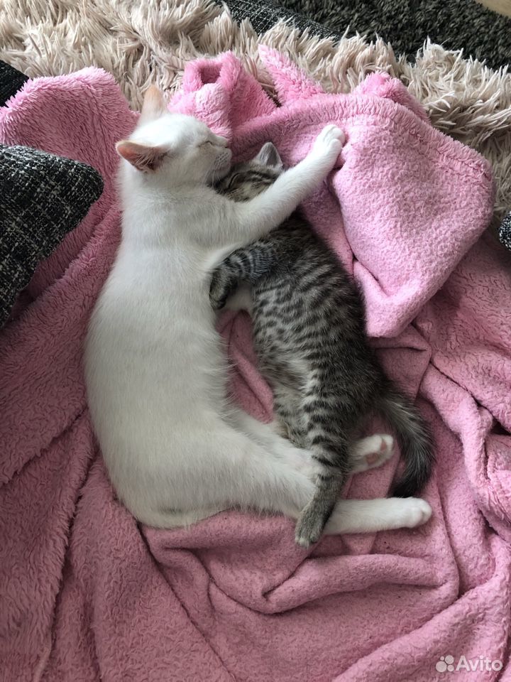 Котята