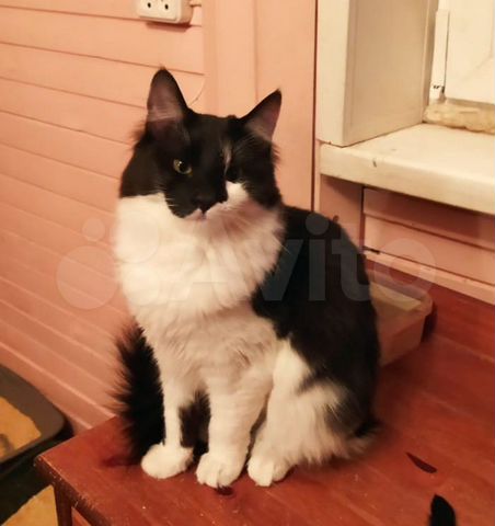 Плюшевая кошка Плюша