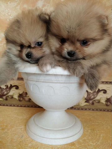 Померанский шпиц