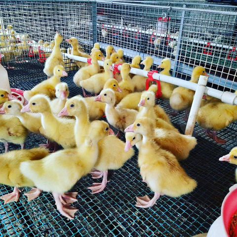 Гуси Башкирские