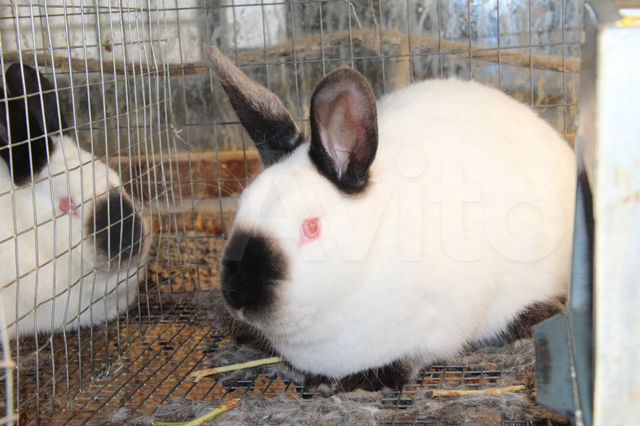 Кролики Калифорнийской породы