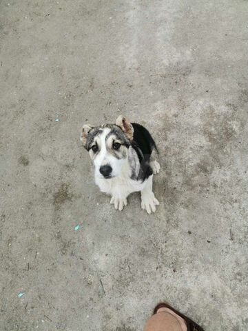 Алабай чистокровный