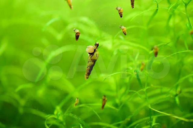 Улитка Мелания