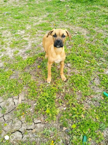 Щенки немецкого боксера (2 девочки и мальчик )