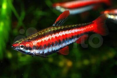 Нанностомус Бекфорда красный