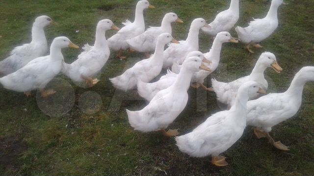 Инкубационное яйцо гуся, утки. Гуси,утки