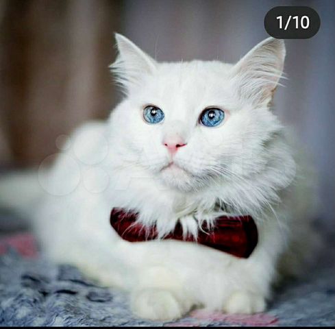 Котики братья