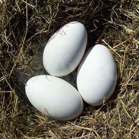 Инкубационное яйцо холмогорских гусей