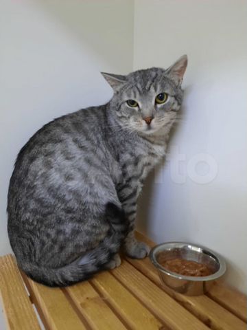 Котик ищет дом